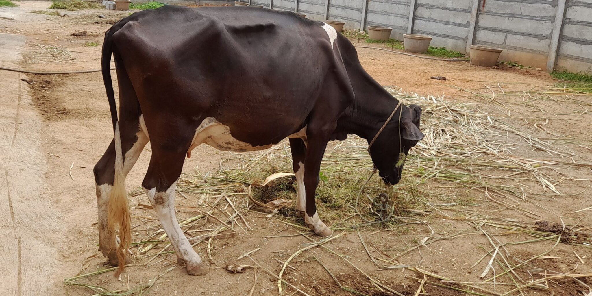 Blog - Dvara E-Dairy Solutions